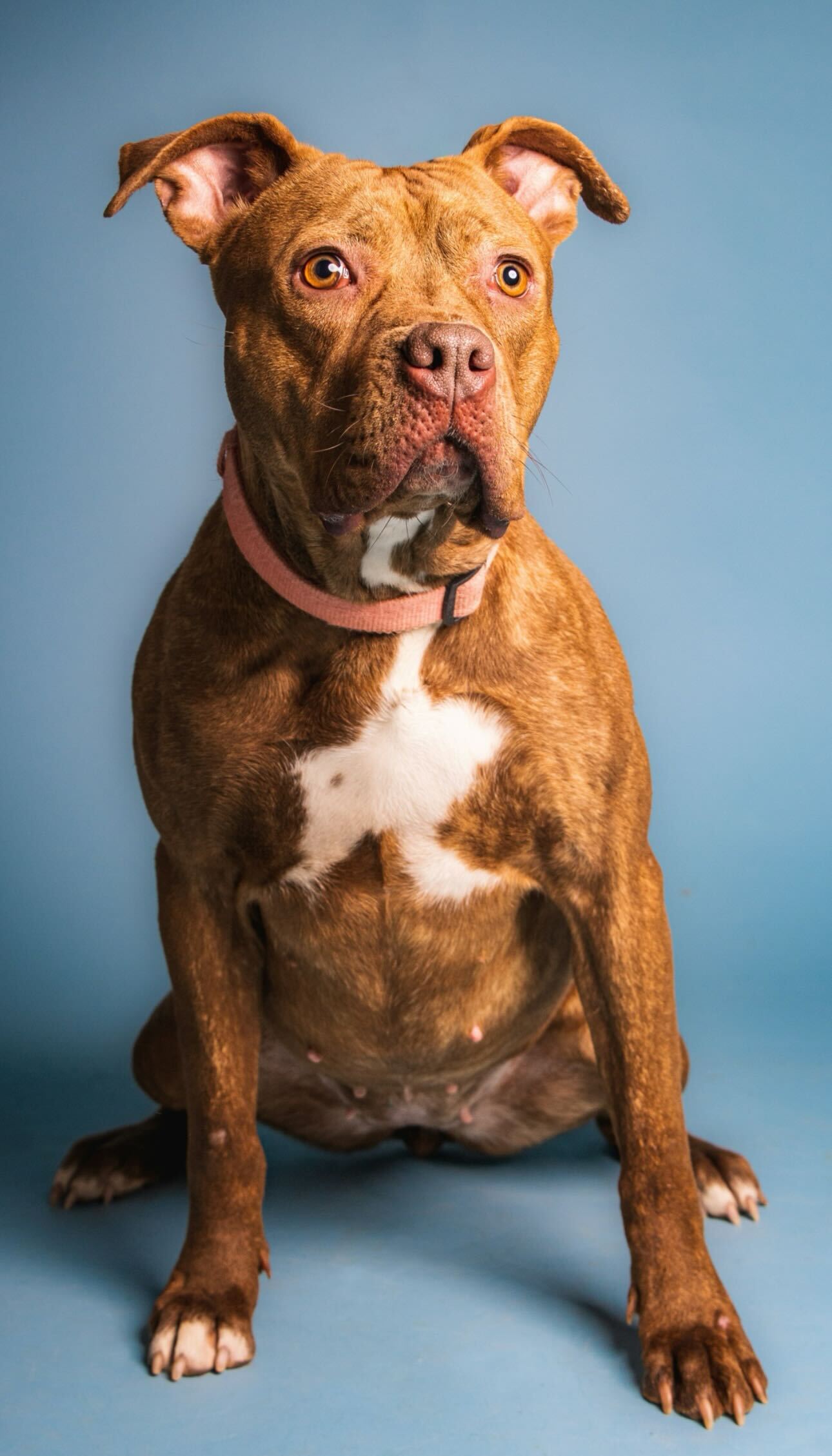 Welcome - Boonedogs Bar & Restaurant